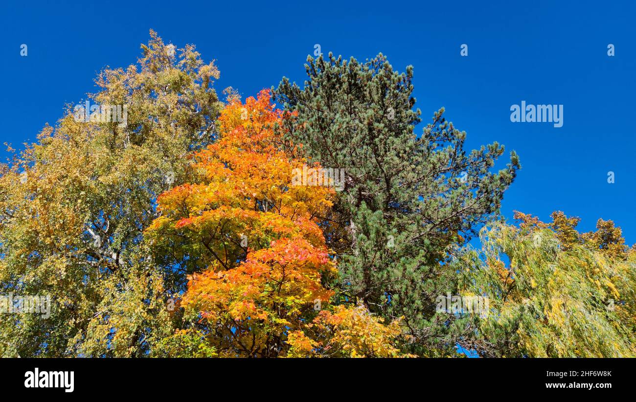 Scots pine autumn colors immagini e fotografie stock ad alta ...