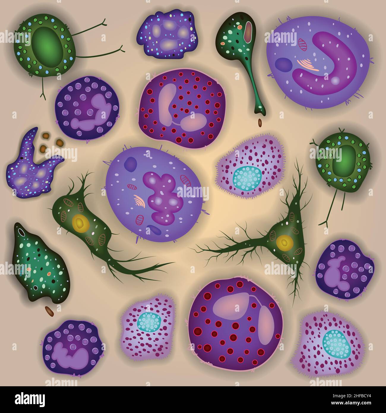 Cellula dendritica Immagini Vettoriali Stock - Alamy