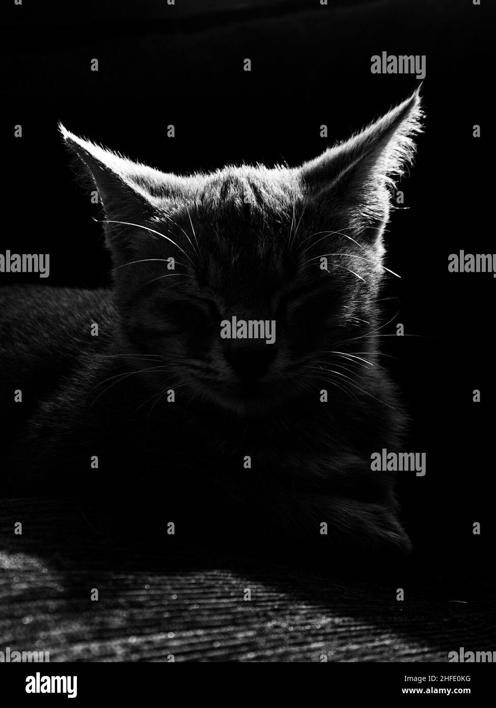 Sagoma addormentata del gatto Foto e Immagini Stock in Bianco e Nero ...