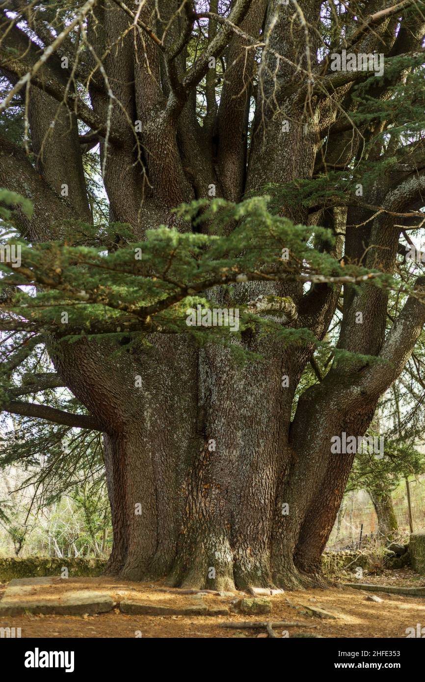 Albero di cedro antico immagini e fotografie stock ad alta risoluzione ...