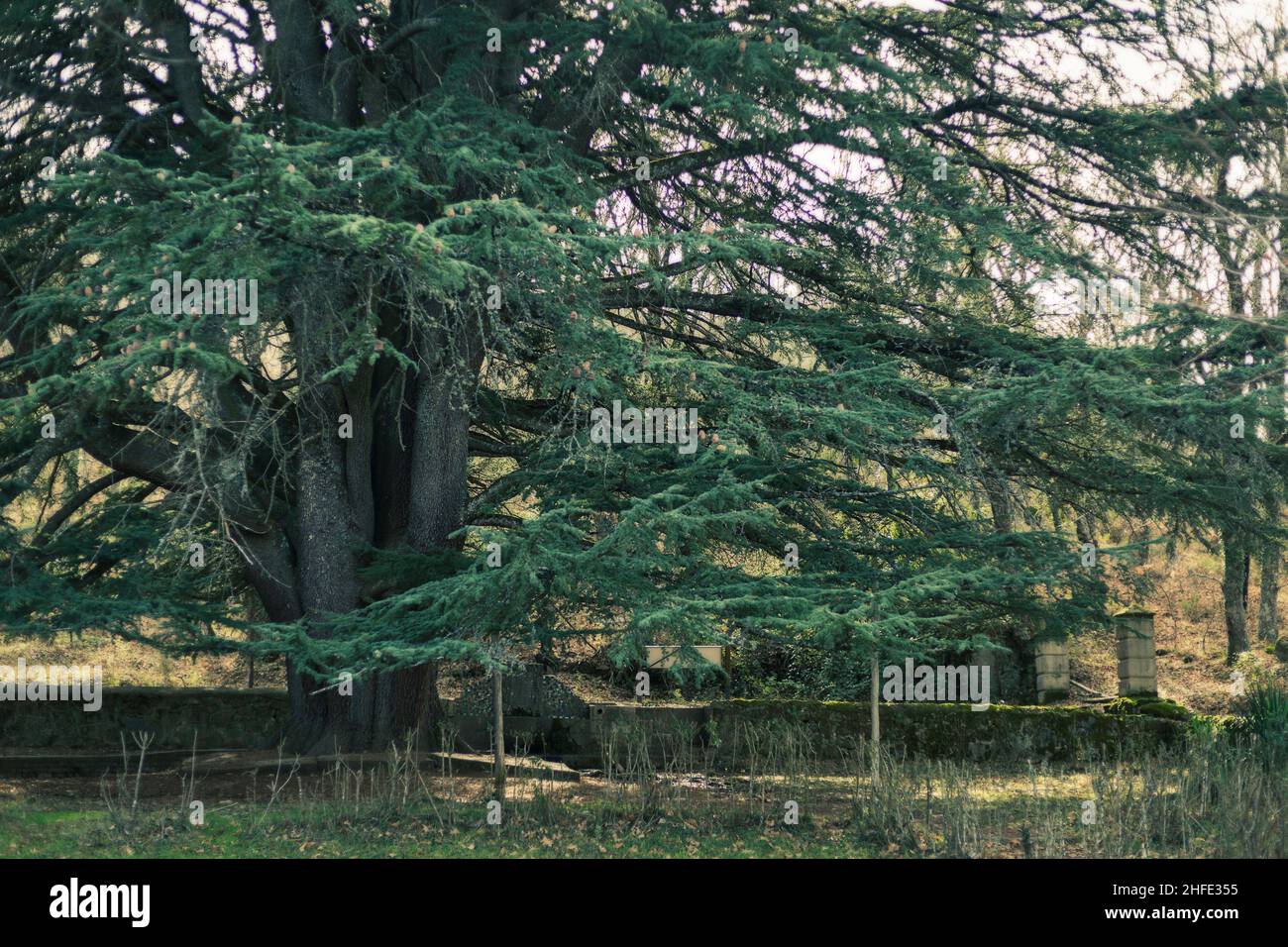 Enorme albero di cedro immagini e fotografie stock ad alta risoluzione ...