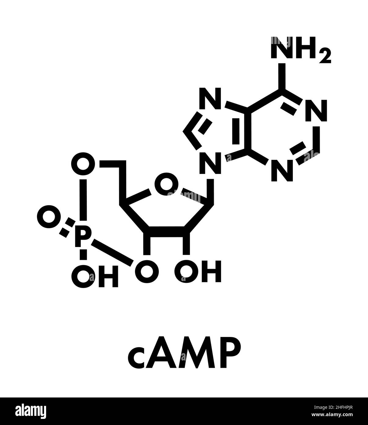 Monofosfato ciclico di adenosina immagini e fotografie stock ad alta ...