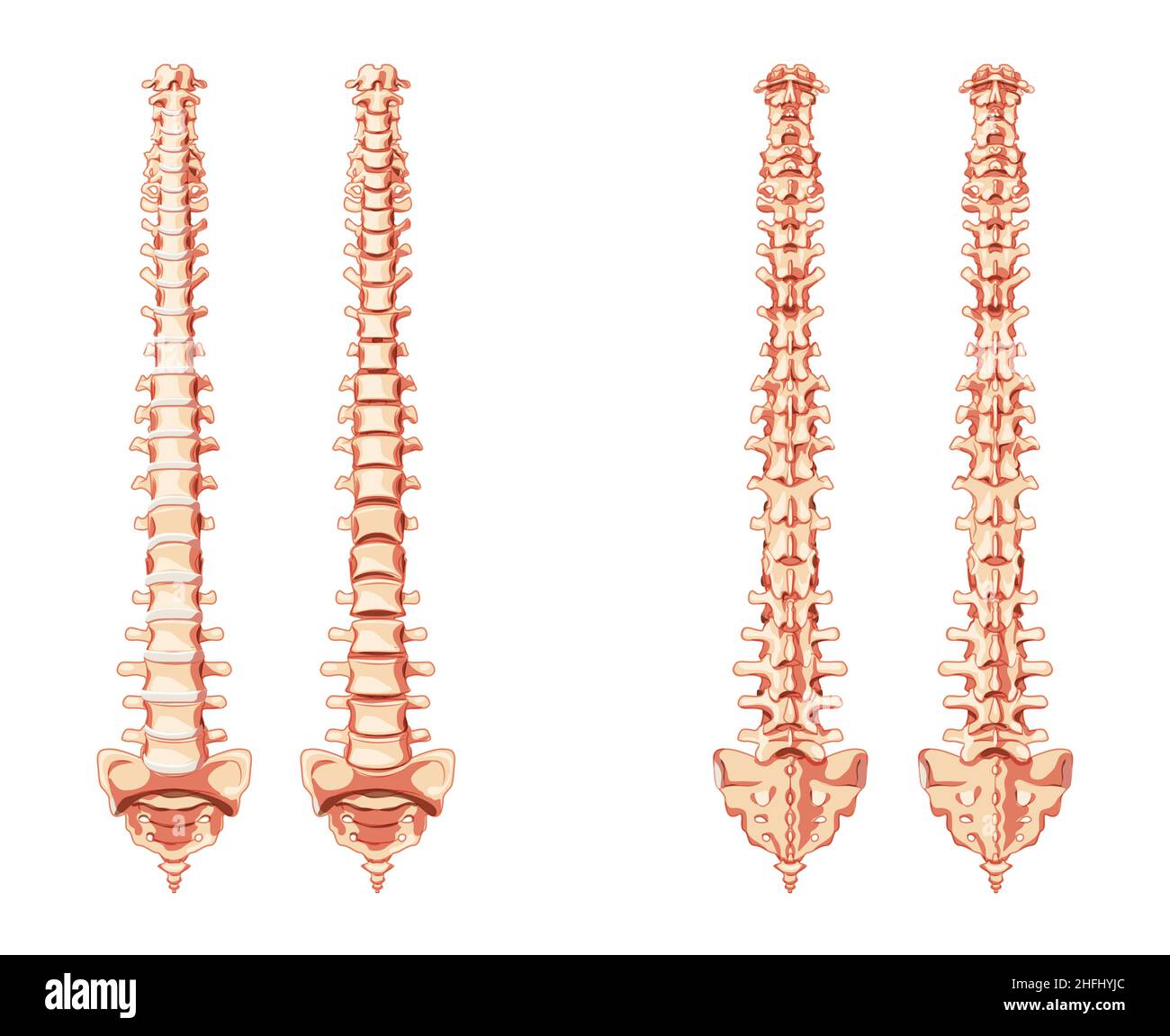 Disegno Semplice Della Colonna Vertebrale COLONNA VERTEBRALE