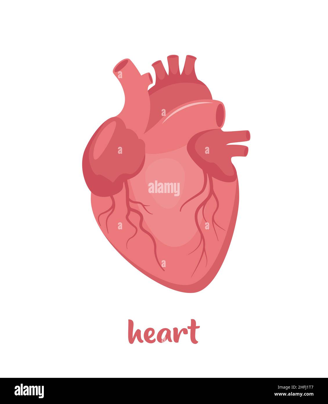 Cuore umano. Il cuore con il sistema venoso. Anatomia. Organo interno ...
