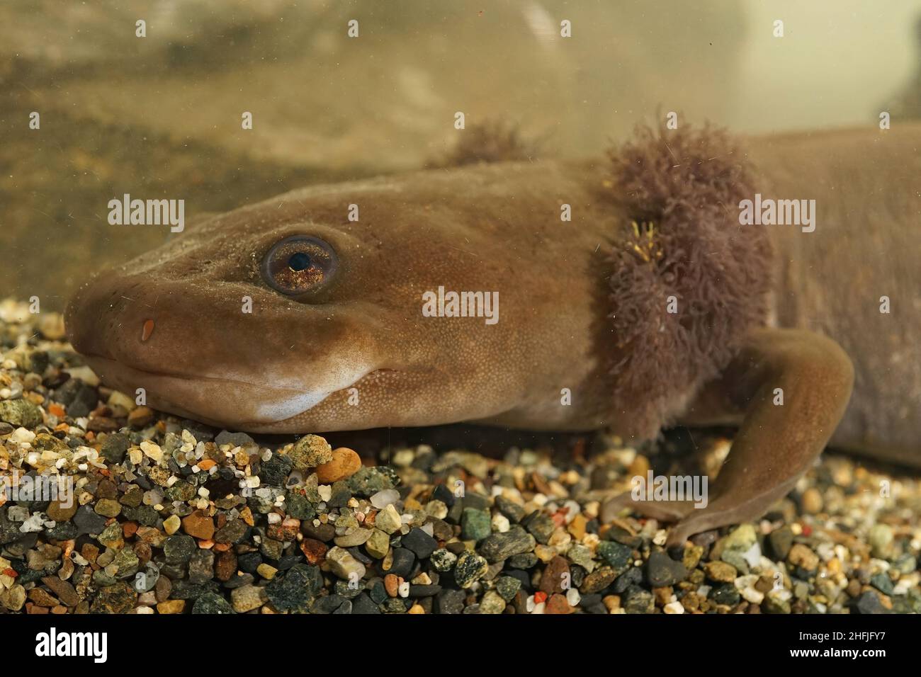 Salamandra gigante del pacifico immagini e fotografie stock ad alta ...