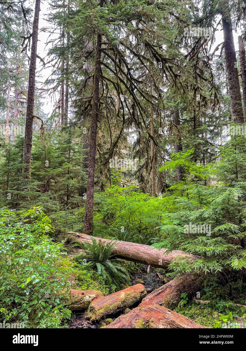 Le Cascate del Sol Duc nella Valle del Sol Duc sono chiamate le cascate ...