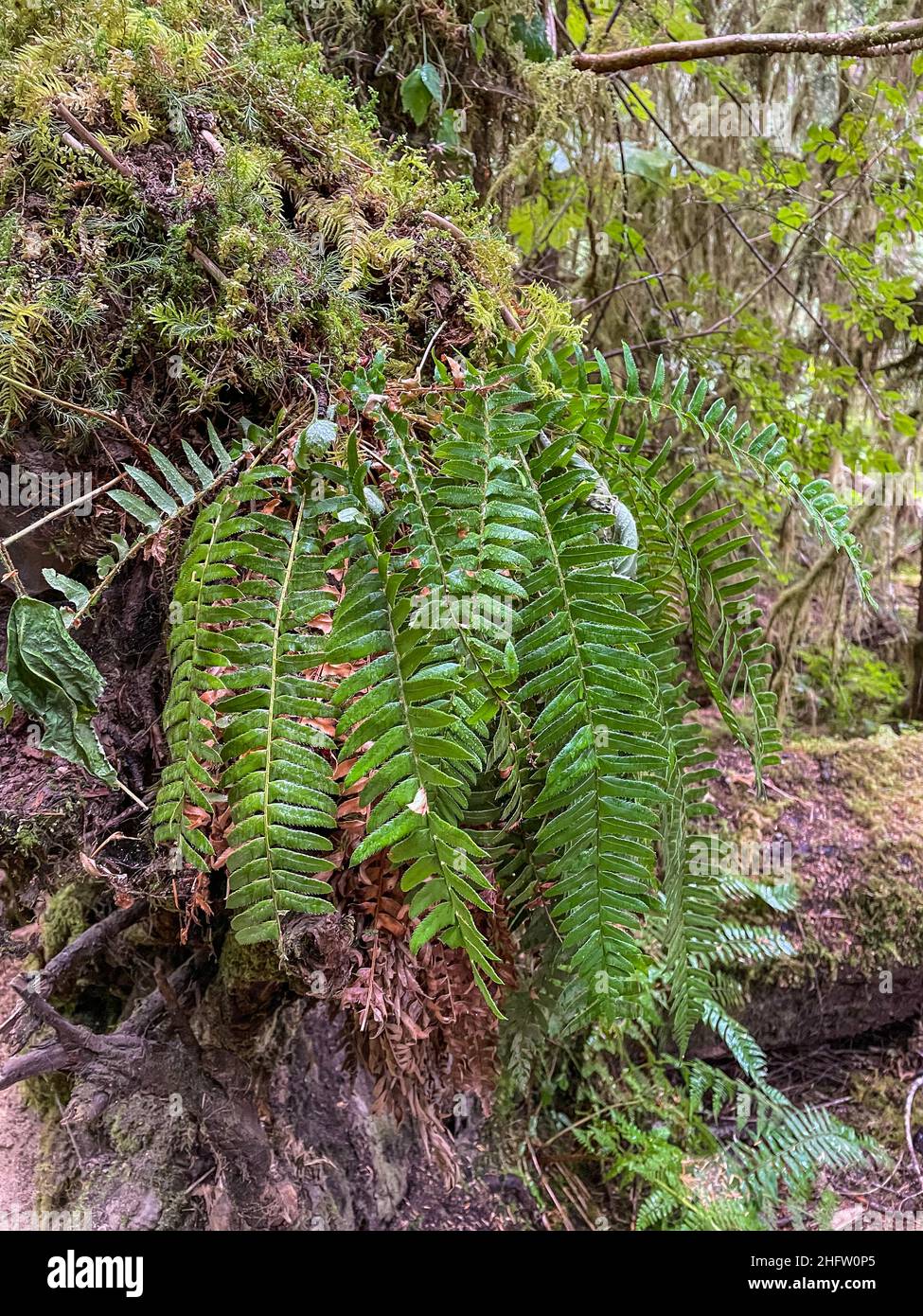 Le Cascate del Sol Duc nella Valle del Sol Duc sono chiamate le cascate ...