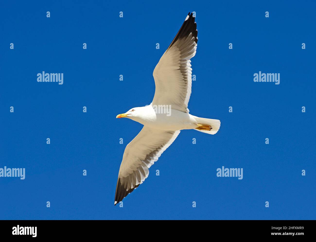 Gabbiani gabbiani gabbiani gabbiani al mare in volo immagini e ...