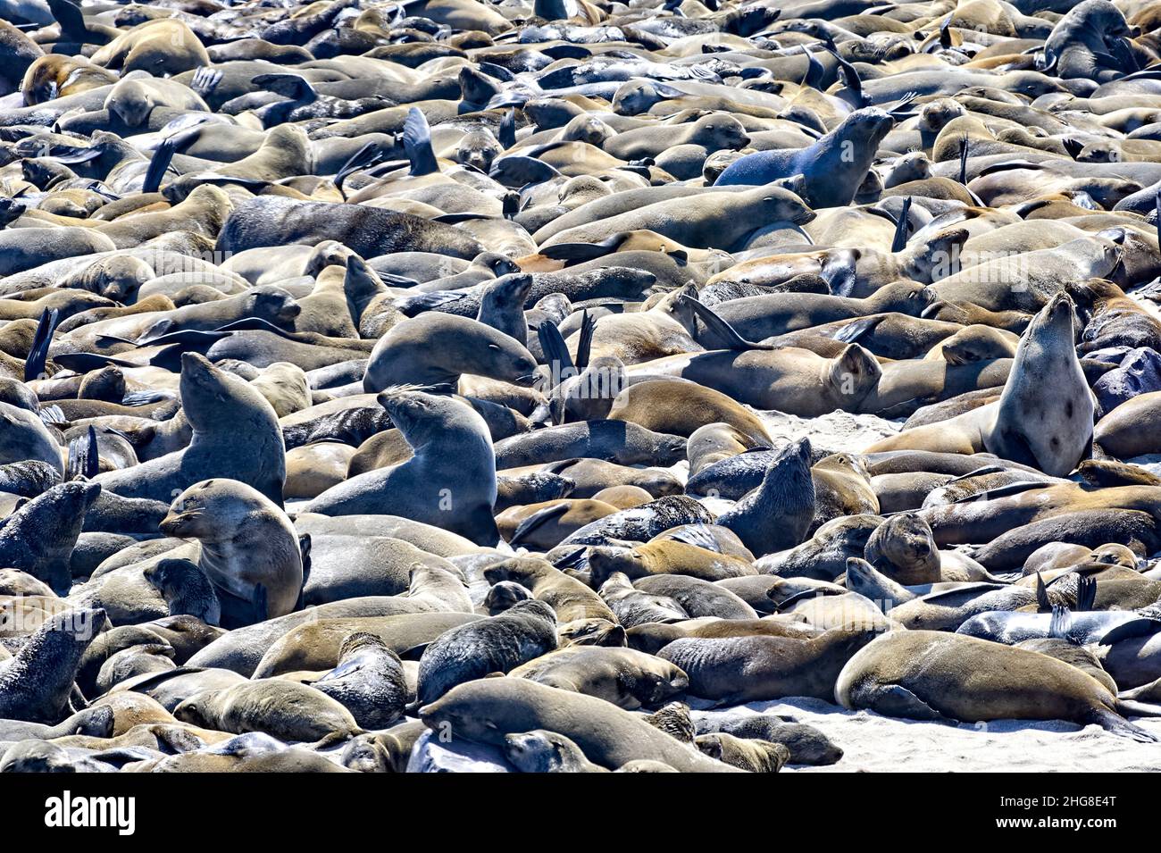 Scheletro di foca immagini e fotografie stock ad alta risoluzione - Alamy