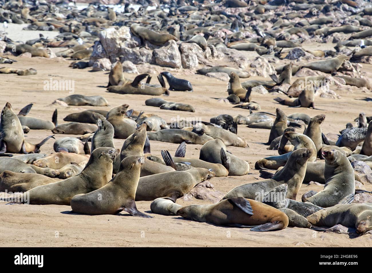 Scheletro di foca immagini e fotografie stock ad alta risoluzione - Alamy