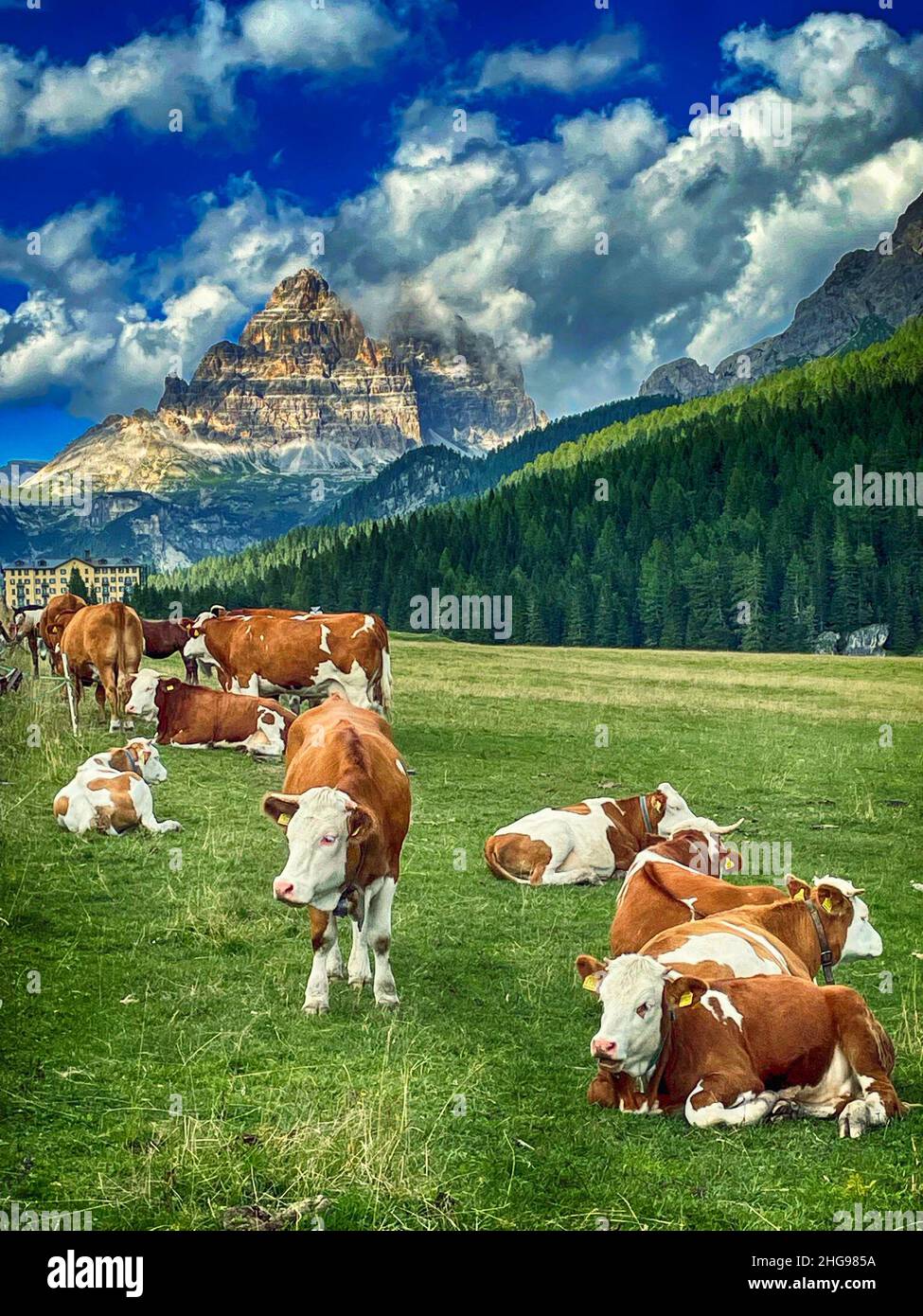 Tre cime di lavaredo mucca immagini e fotografie stock ad alta ...