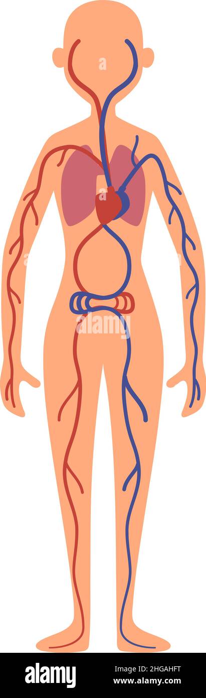 Schema di circolazione del sangue umano Immagini Vettoriali Stock - Alamy