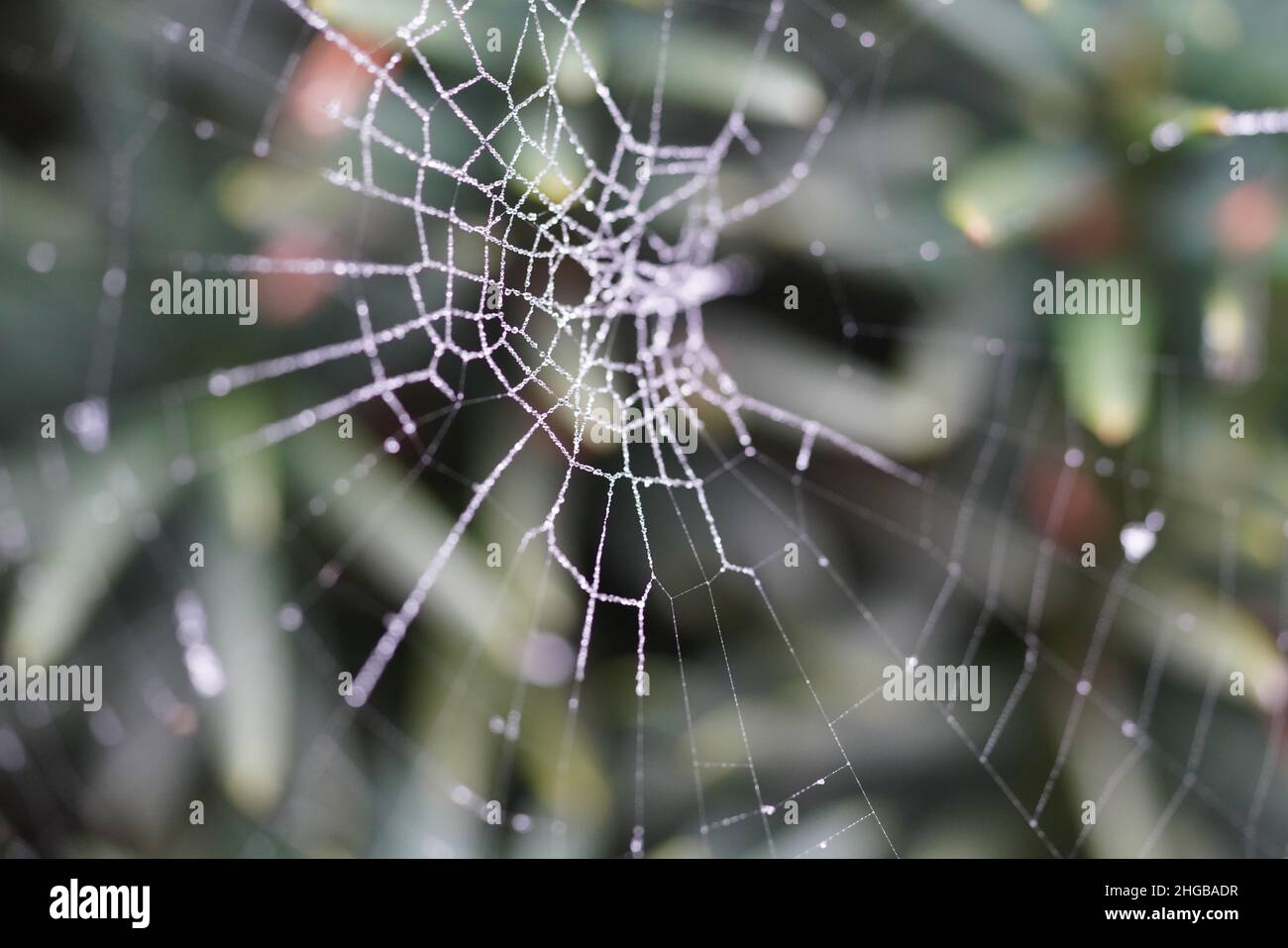 Ragnatela acchiappamosche immagini e fotografie stock ad alta ...