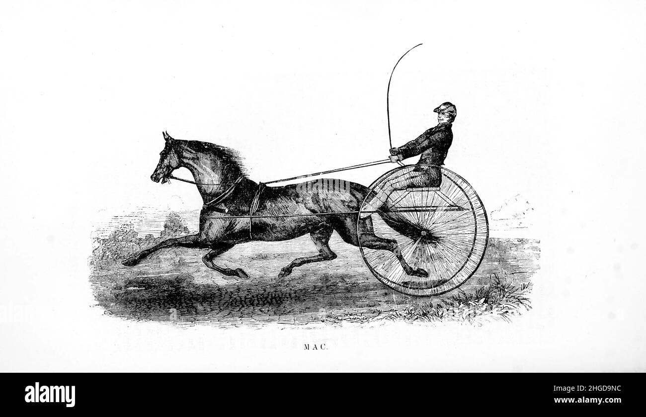 MAC di ogni proprietario di cavallo: L'anatomia e la fisiologia del ...