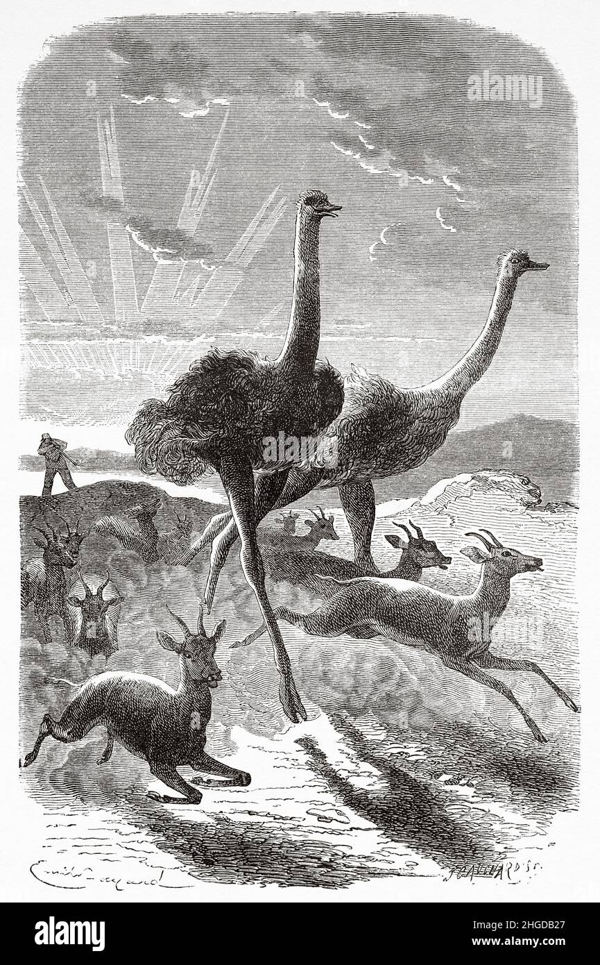 Disegno cacciatore dell'ottocento immagini e fotografie stock ad alta ...