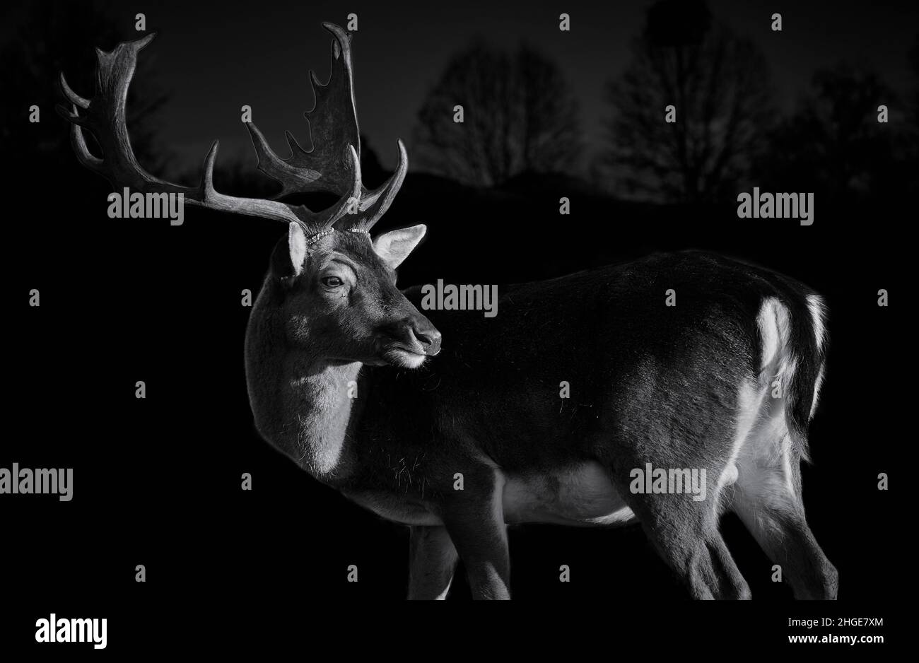 Sagoma di cervo isolato immagini e fotografie stock ad alta risoluzione ...