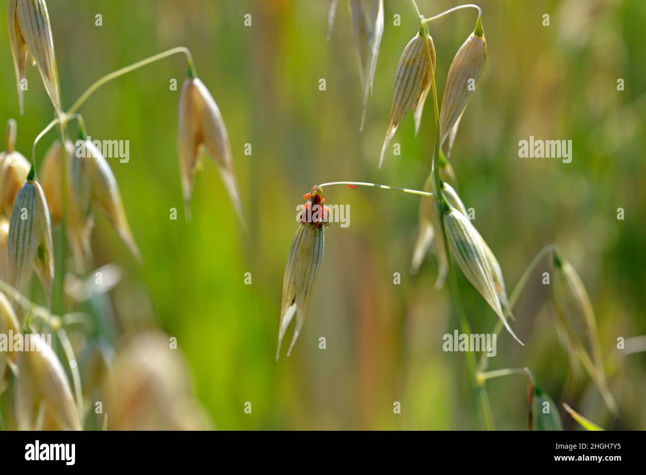 Pianta degli afidi immagini e fotografie stock ad alta risoluzione - Alamy