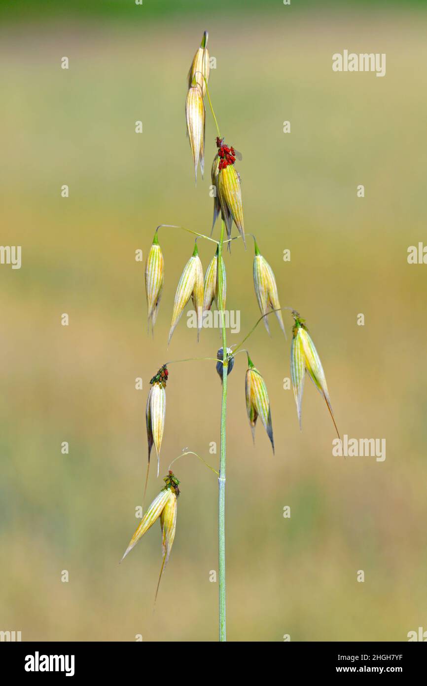 Pianta degli afidi immagini e fotografie stock ad alta risoluzione - Alamy
