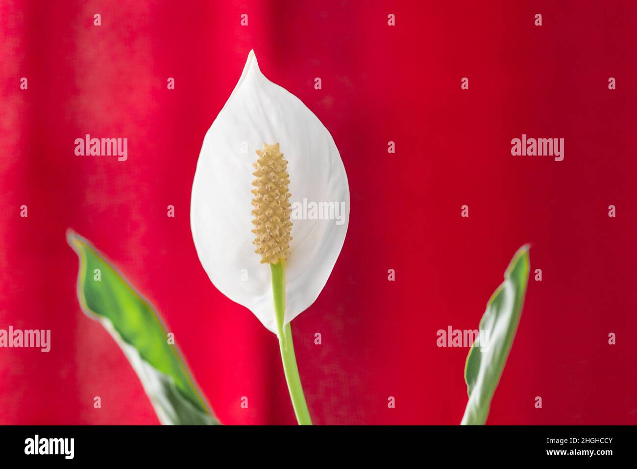 White calla immagini e fotografie stock ad alta risoluzione - Alamy