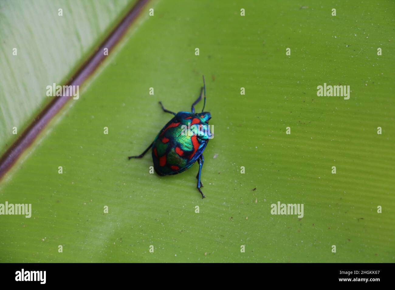 Insetti carini immagini e fotografie stock ad alta risoluzione - Alamy