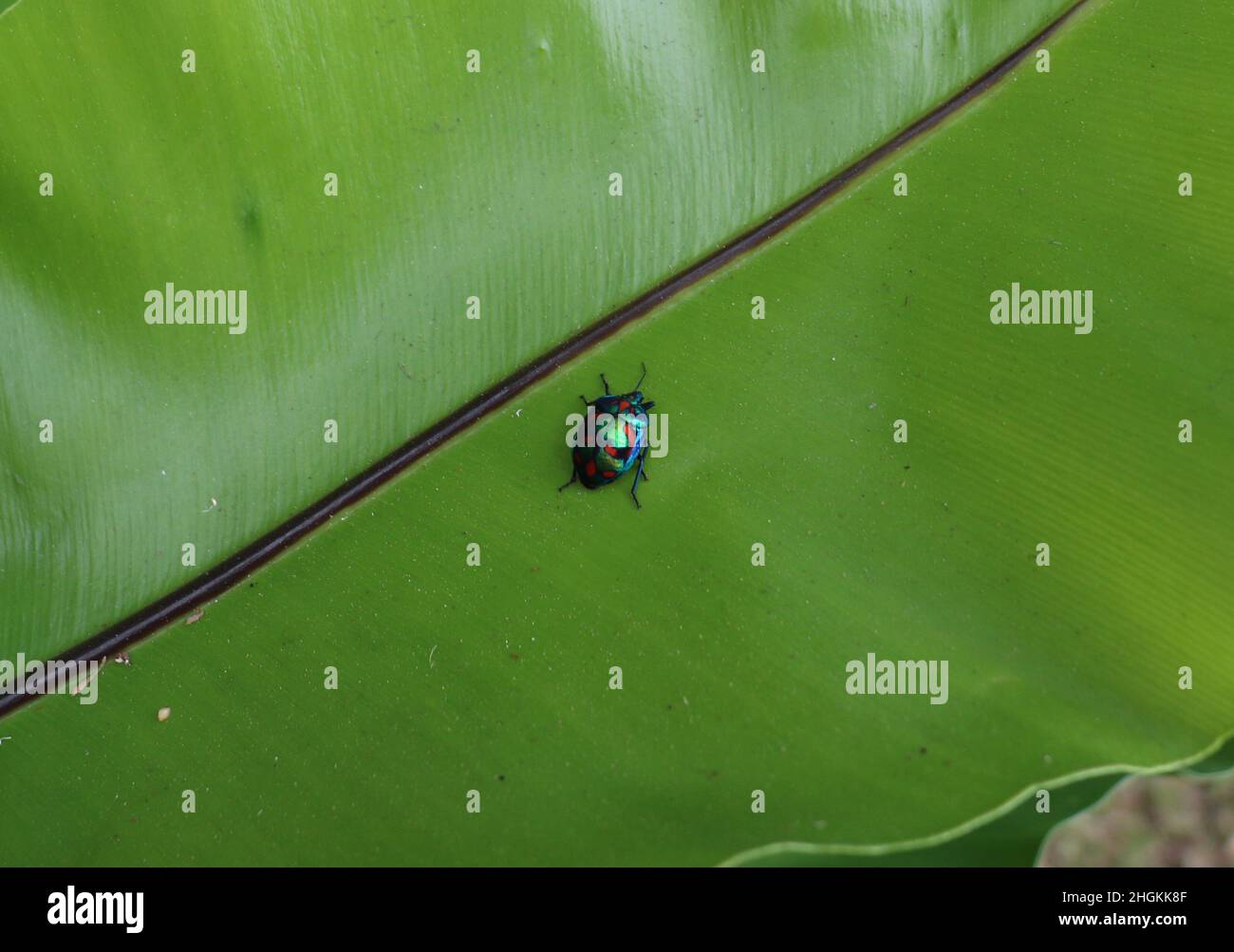 Insetti carini immagini e fotografie stock ad alta risoluzione - Alamy