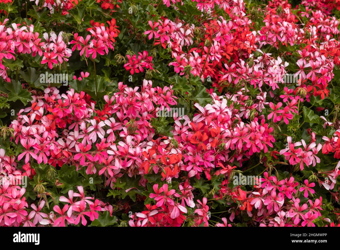 Fiori rossi in natura immagini e fotografie stock ad alta risoluzione ...