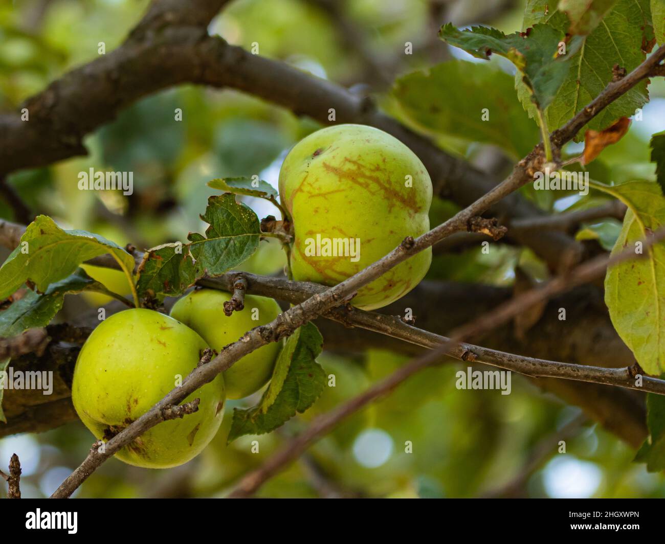 Immagini melo immagini e fotografie stock ad alta risoluzione - Alamy