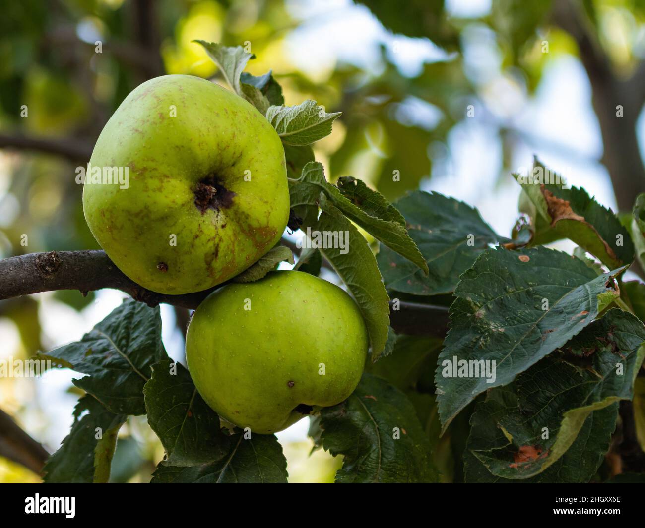 Immagini melo immagini e fotografie stock ad alta risoluzione - Alamy
