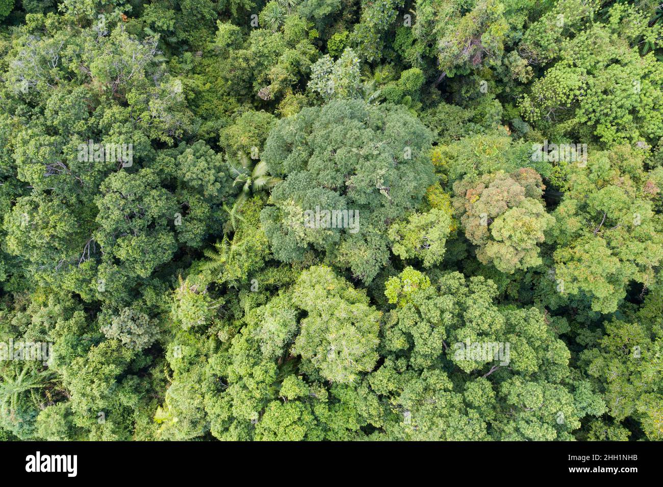 Incredibile foresta abbondante vista aerea di alberi foresta ecosistema ...