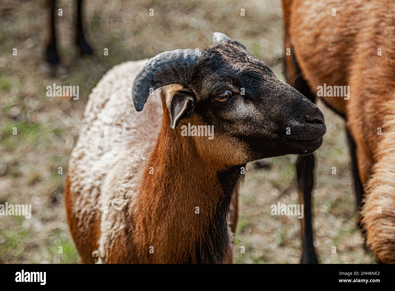 Capretta con le corna immagini e fotografie stock ad alta risoluzione ...
