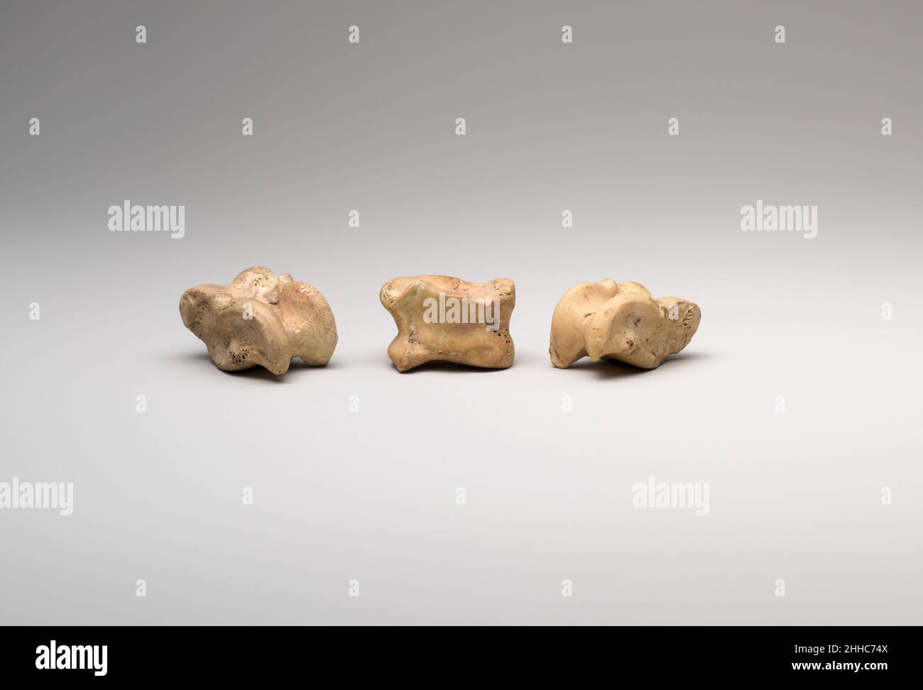 Tarsal bones immagini e fotografie stock ad alta risoluzione - Alamy