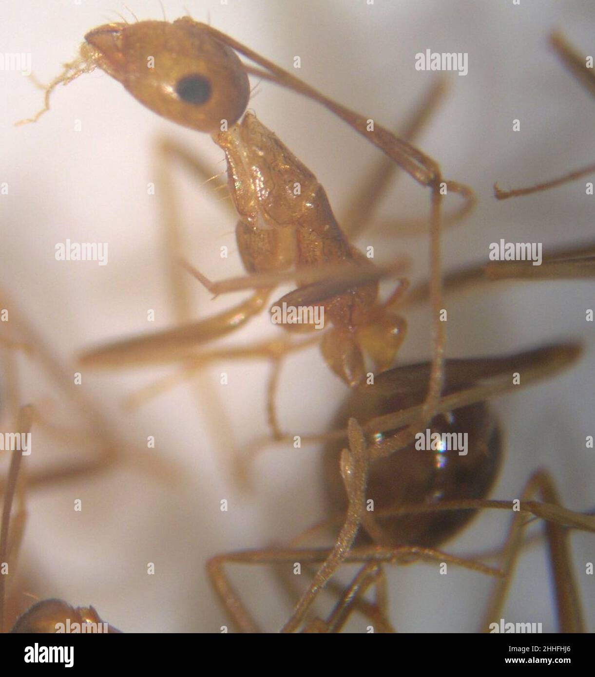 Anoplolepis gracilipes immagini e fotografie stock ad alta risoluzione ...