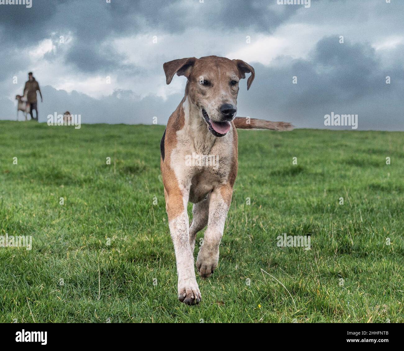 Caccia con la tua macchina fotografica immagini e fotografie stock ad ...