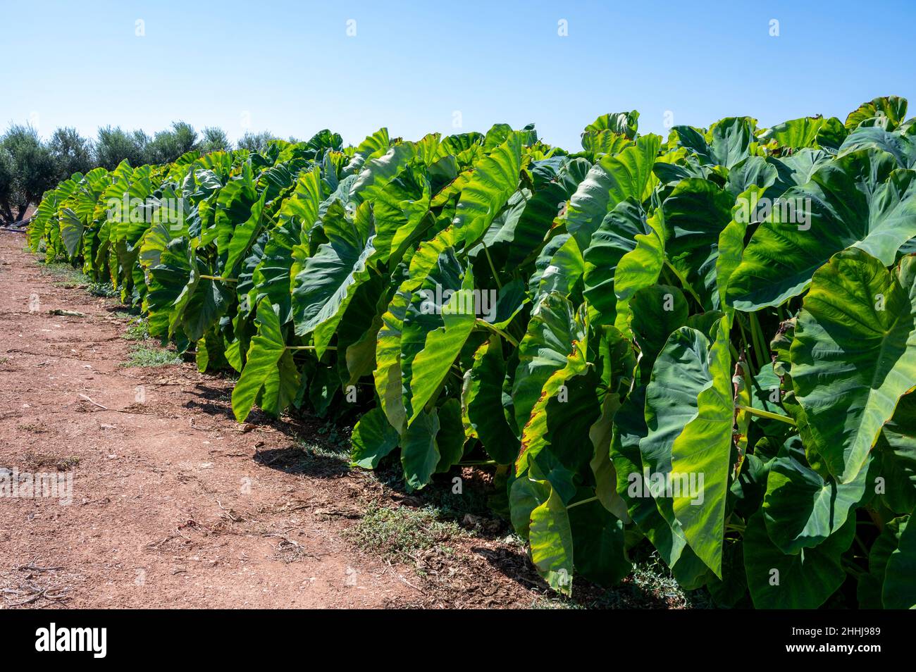 Plantationf di Colocasia esculenta pianta tropicale coltivata ...
