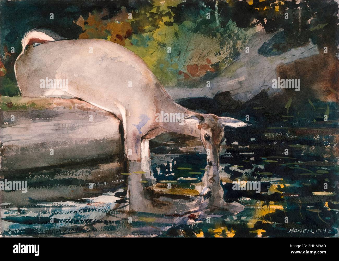 Cervo acquerello immagini e fotografie stock ad alta risoluzione - Alamy