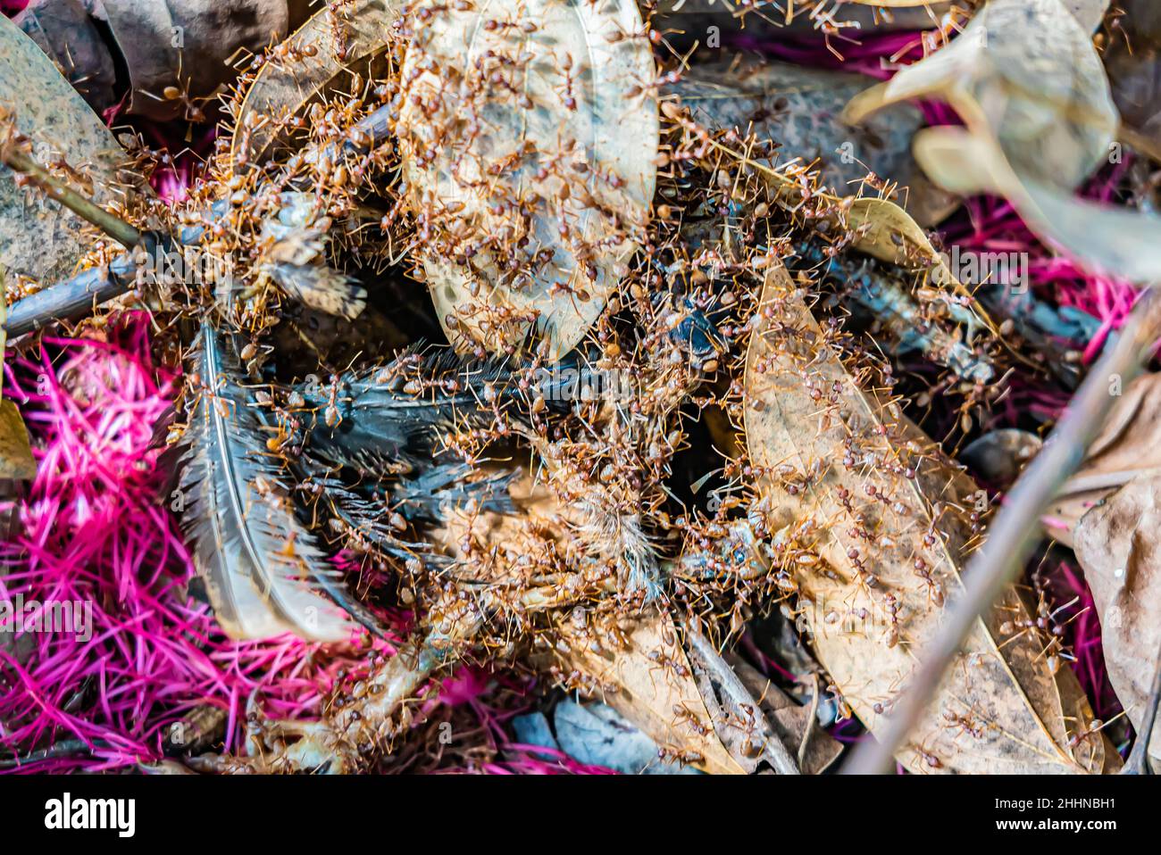 Strisciare per terra immagini e fotografie stock ad alta risoluzione ...