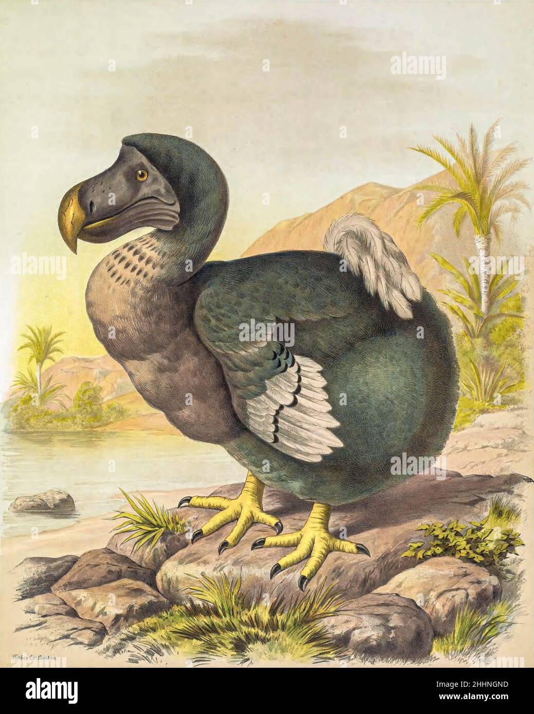 Il dodo (Raphus cullatus SYN Didus ineptus e Struthio cucullatus) ha ...