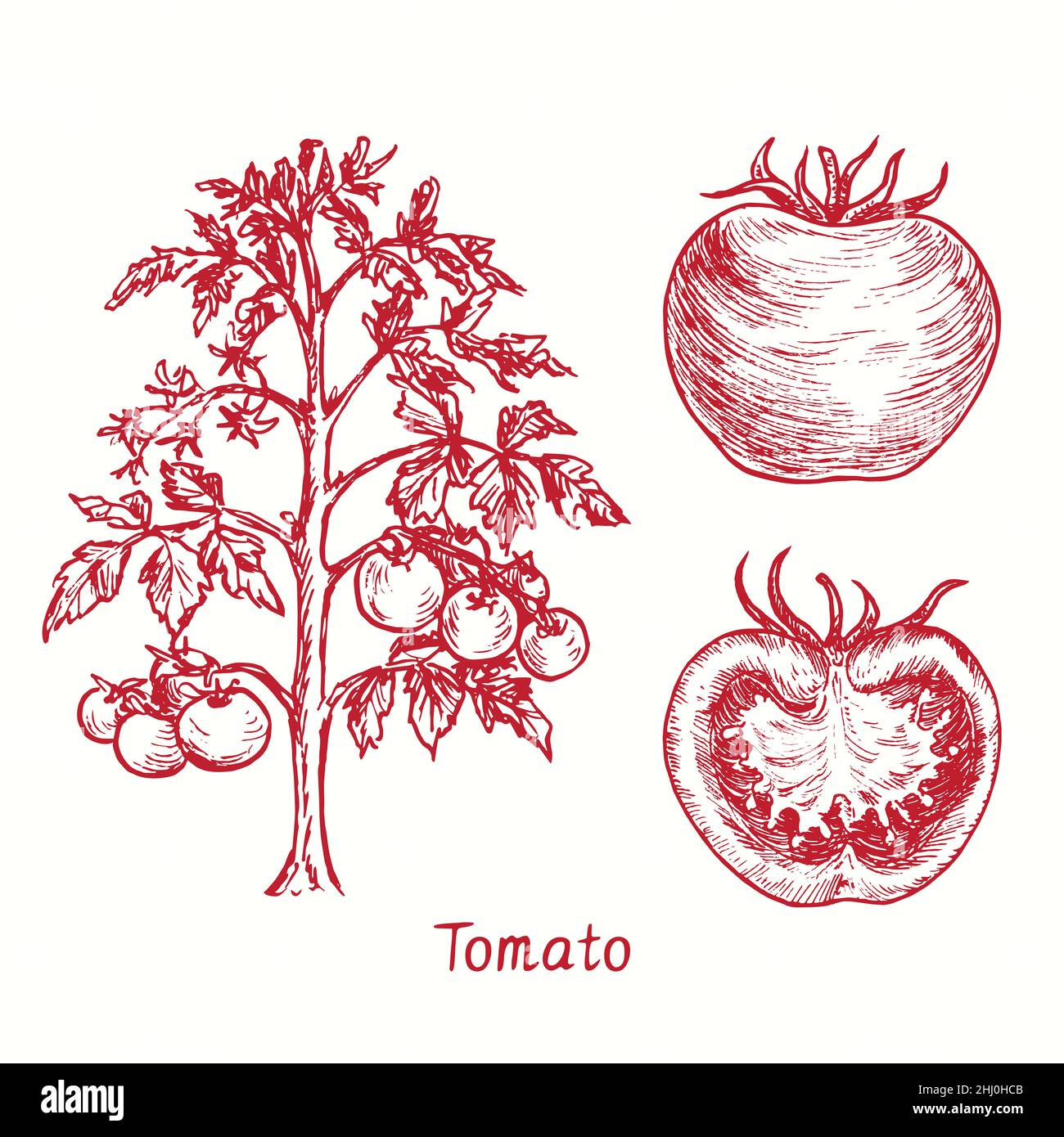 Pianta di pomodoro disegno immagini e fotografie stock ad alta ...