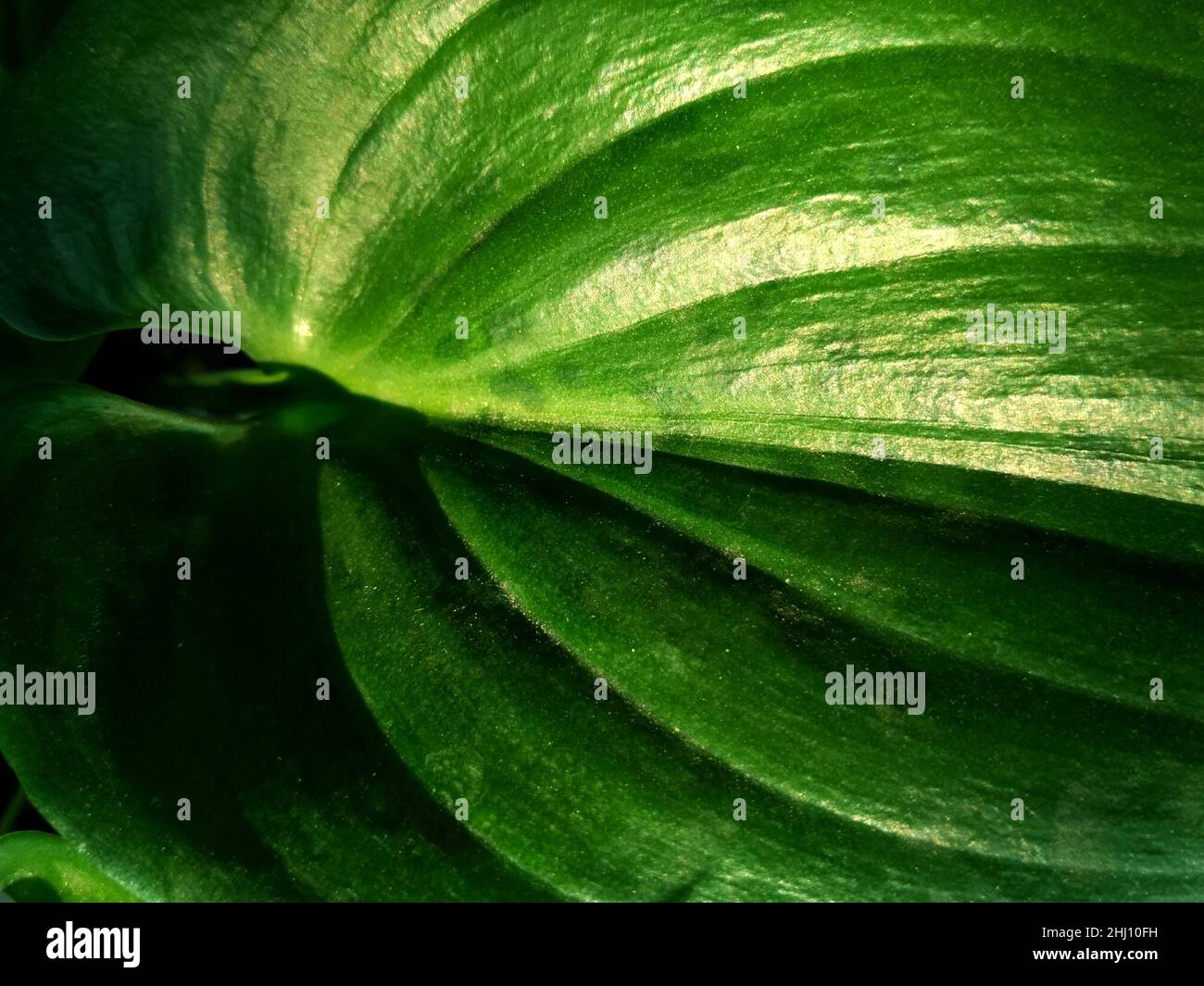 Sfondo texture foglia immagini e fotografie stock ad alta risoluzione ...