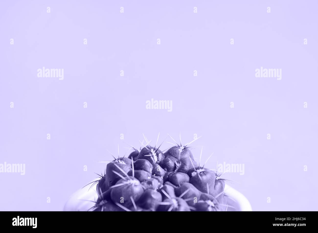 Fungo di cactus immagini e fotografie stock ad alta risoluzione - Alamy