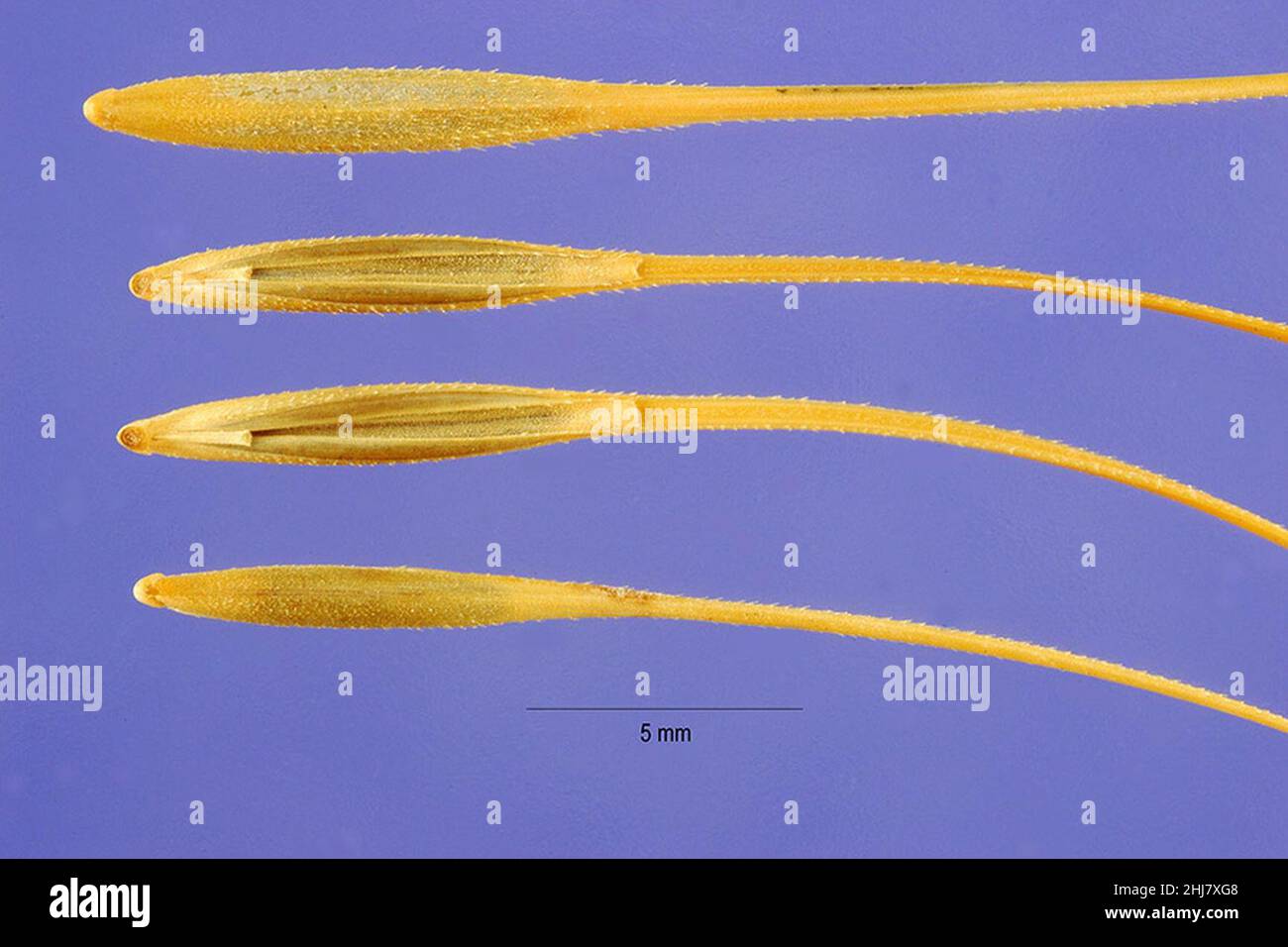 Caput medusae immagini e fotografie stock ad alta risoluzione - Alamy