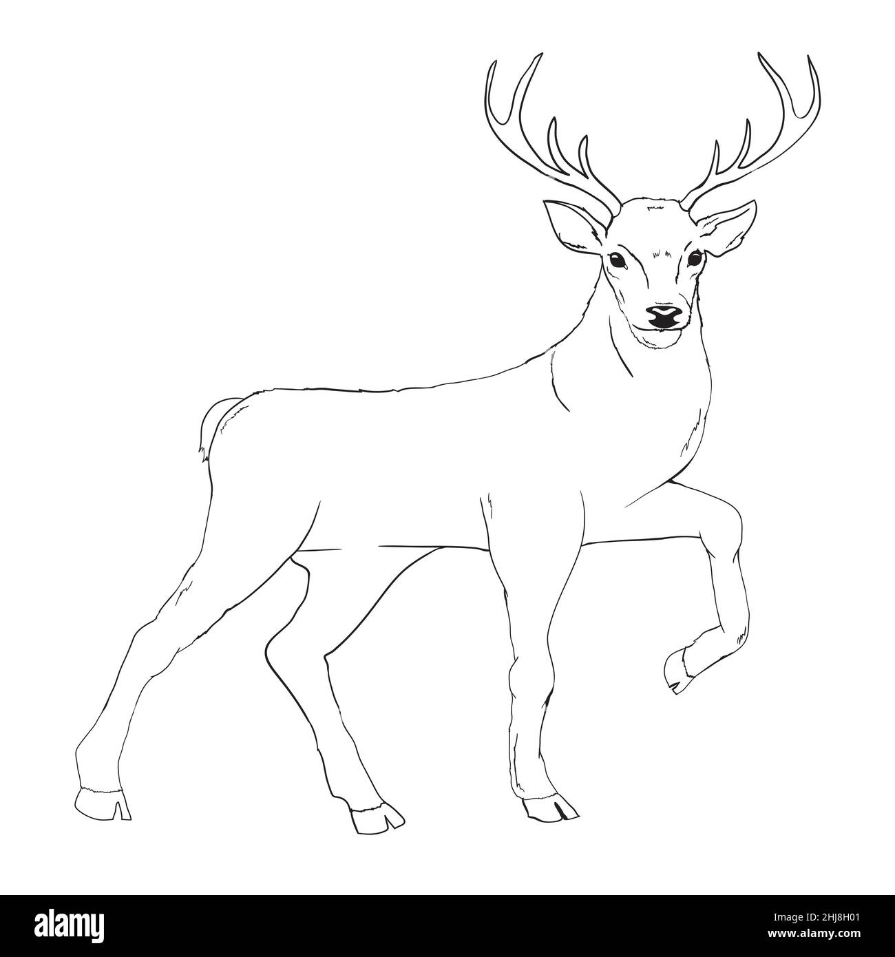 Animales de ilustración Foto e Immagini Stock in Bianco e Nero - Alamy