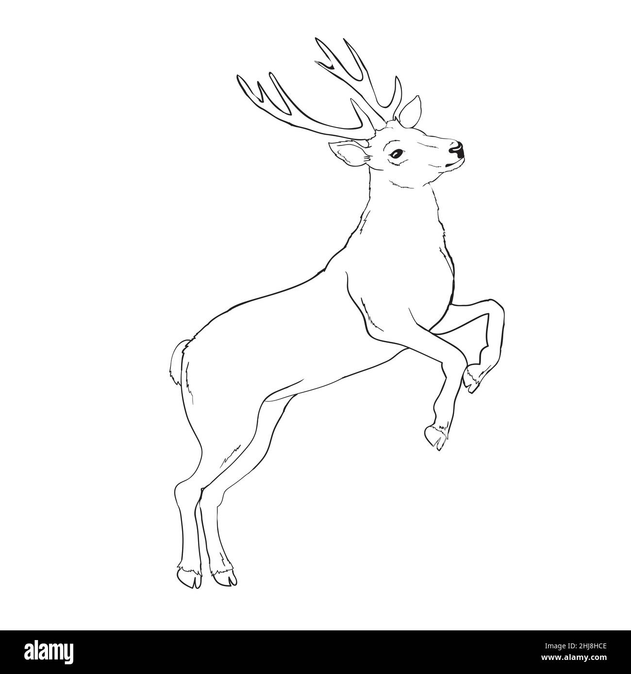 Animales de ilustración Foto e Immagini Stock in Bianco e Nero - Alamy