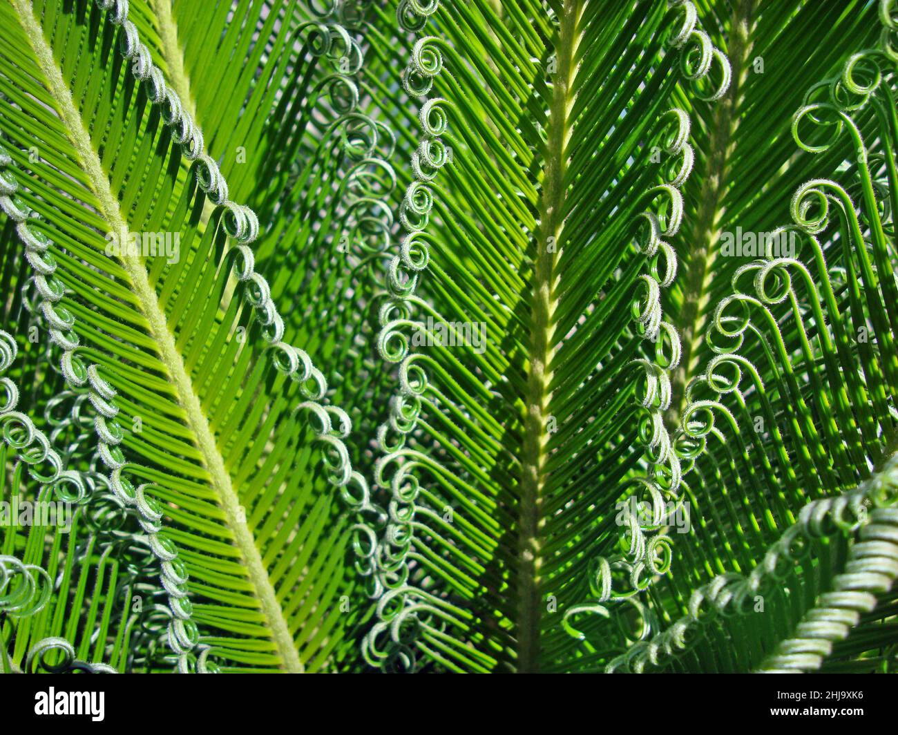 Cycad cycas revoluta giapponese o palma da sago immagini e fotografie ...