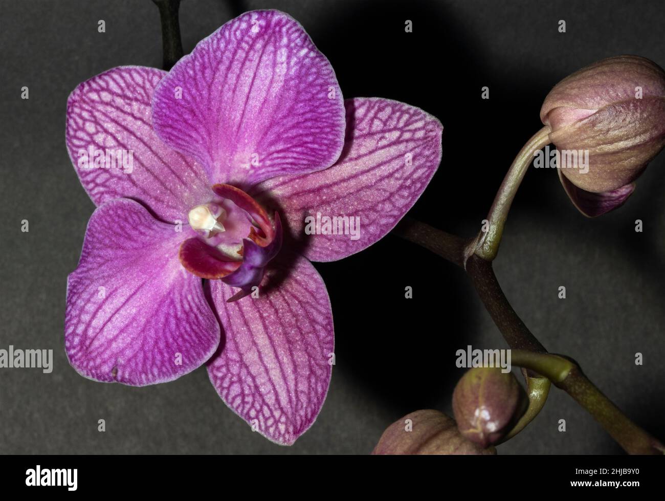 Simmetria bilaterale immagini e fotografie stock ad alta risoluzione ...