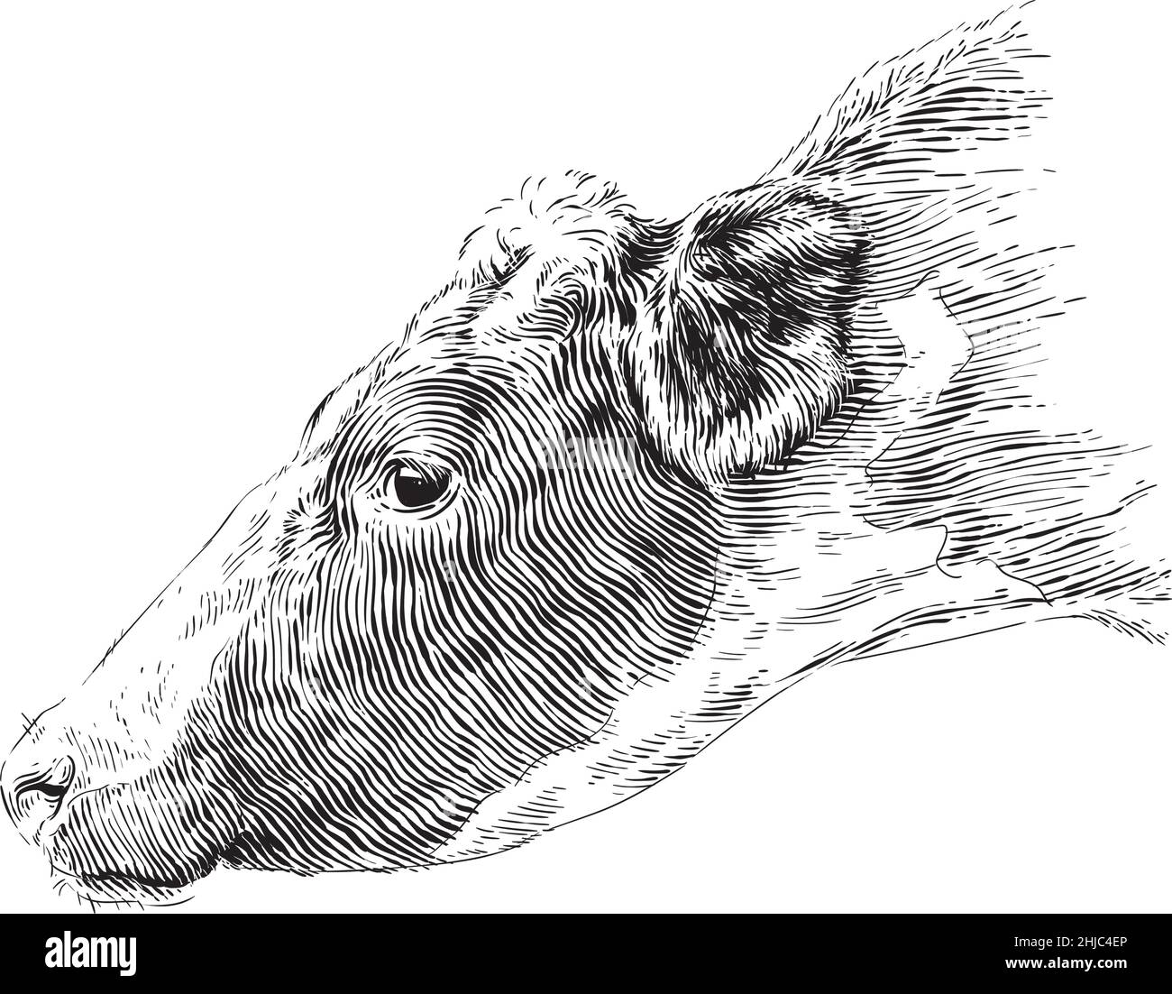 testa mucca disegno a mano disegno schizzo incisione stile ...