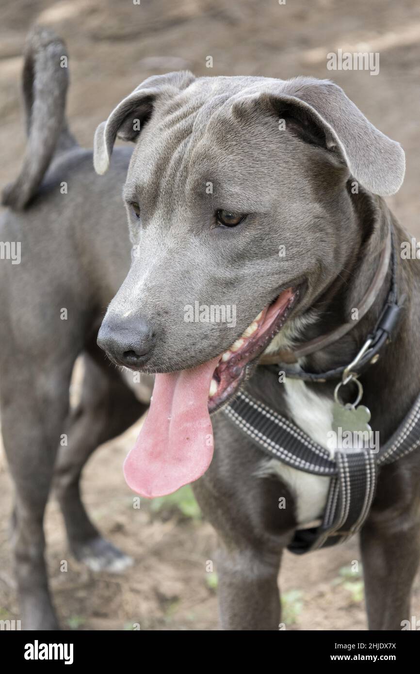 Cane da compagnia weimaraner al guinzaglio immagini e fotografie stock ...