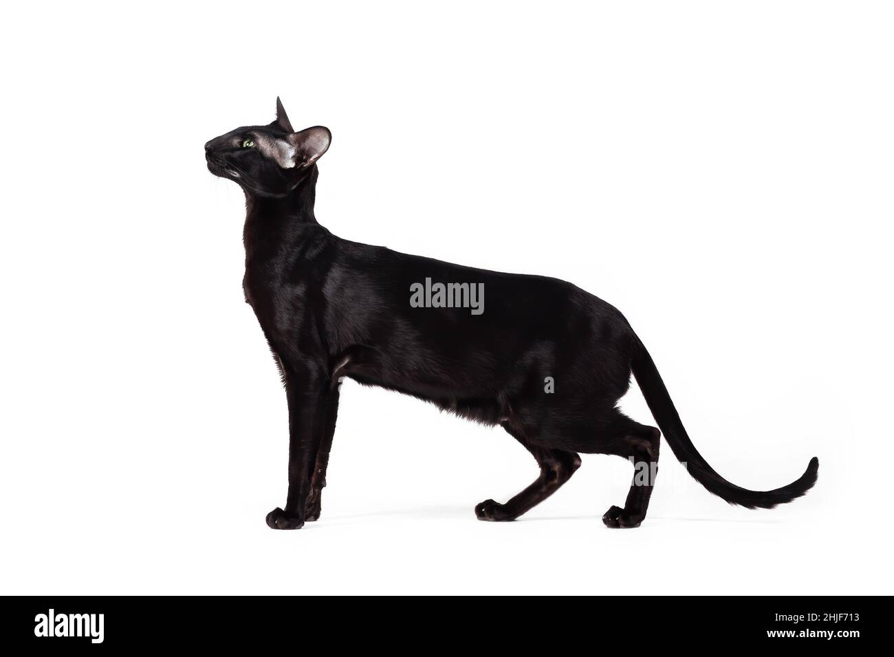Gattino orientale dello shorthair immagini e fotografie stock ad alta ...