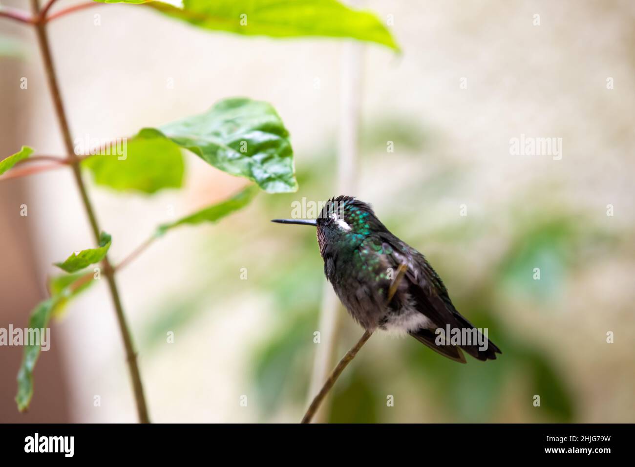 Diverse specie di colibrì (famiglia dei Trochilidae) che alimentano gli ...