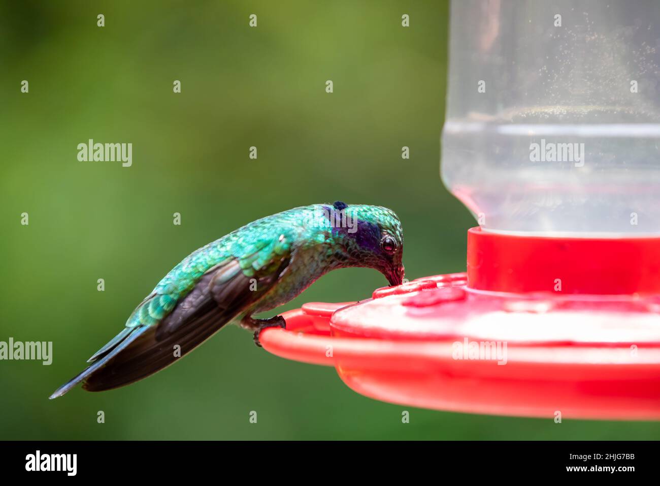 Diverse specie di colibrì (famiglia dei Trochilidae) che alimentano gli ...